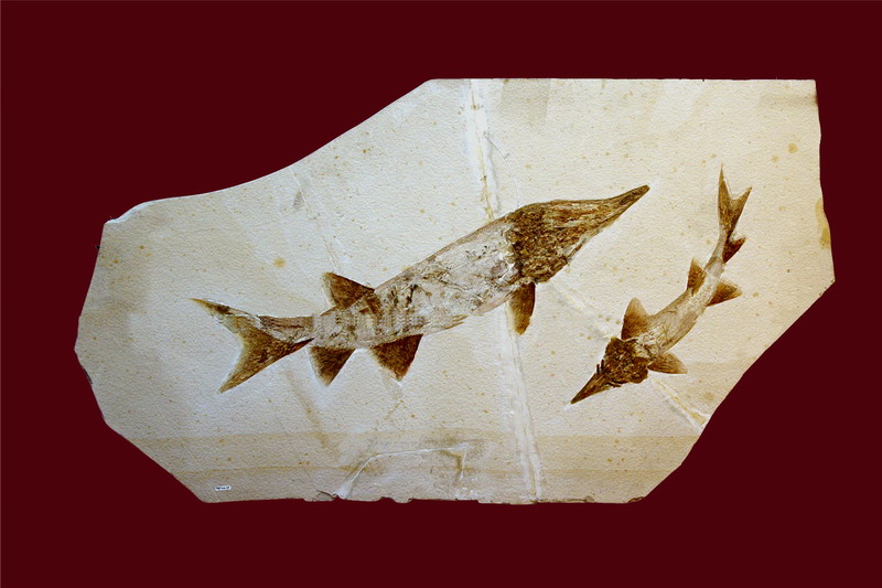 天津自然博物馆